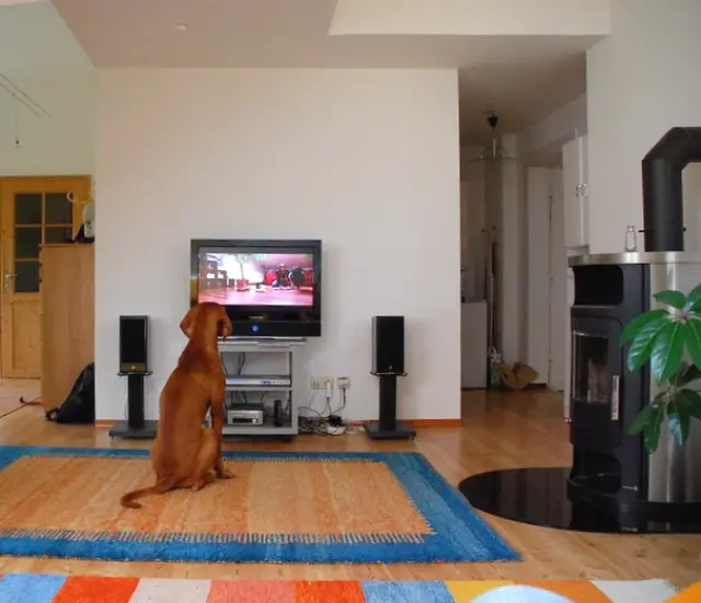 ¿Los perros ven la televisión? La ciencia explica cómo perciben las ...