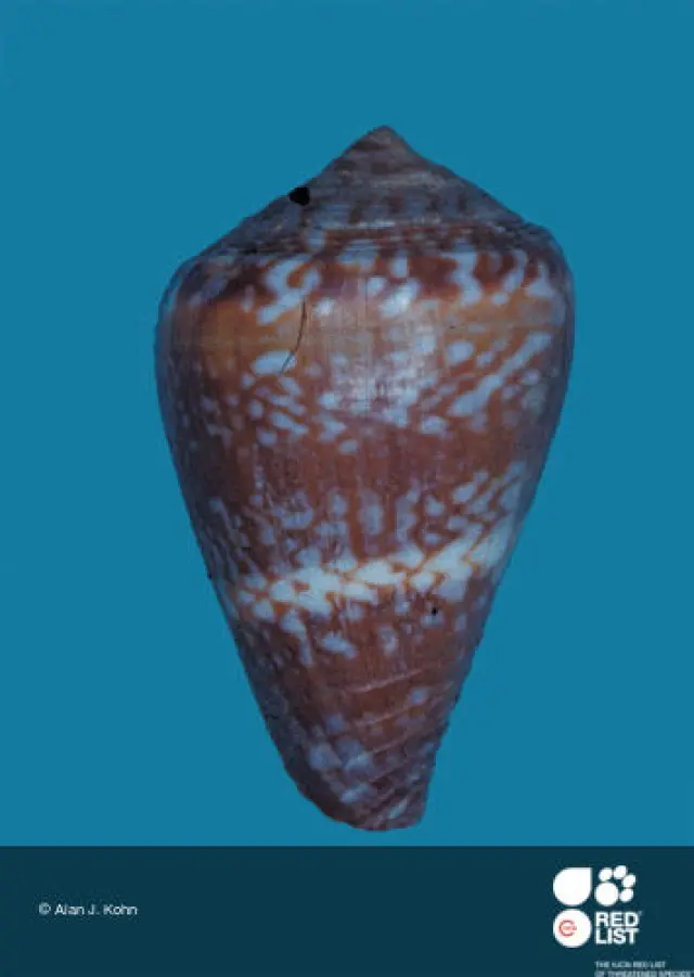 Confirmado por la UICN: Las 6 especies de animales extinguidas en 2025