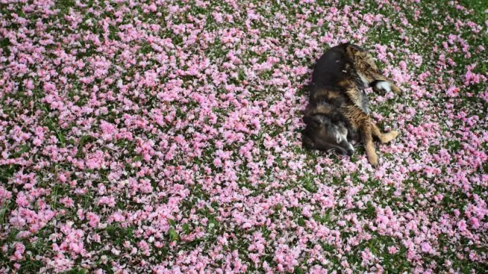 Colonias para perros: "Les perfumamos pensando en los tutores, no es ...