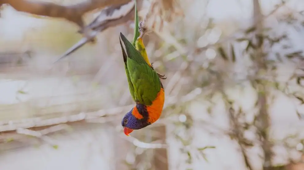 En qué consiste la Psitacosis, una de las enfermedades más graves que ...