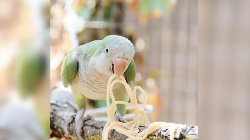 Siete alimentos que no sabías que puedes ofrecerle a tus loros