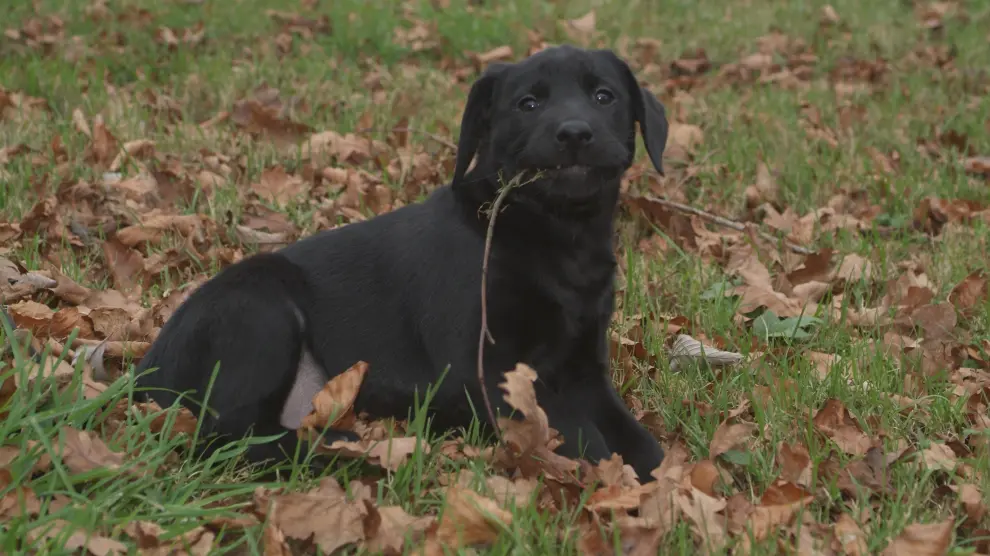 Puedes Dejar Un Labrador Solo En Casa