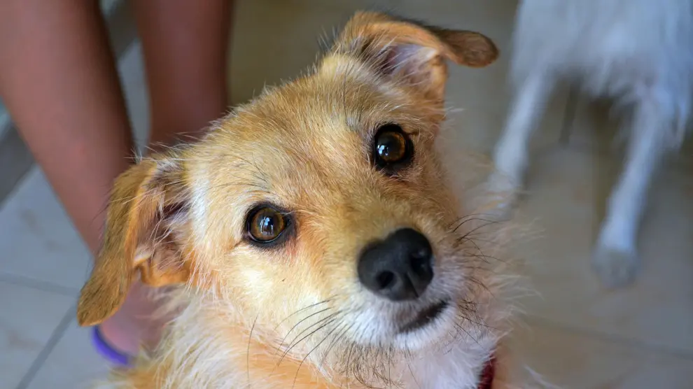 Mitos y verdades de los perros mestizos frente a los de raza: ¿qué les ...