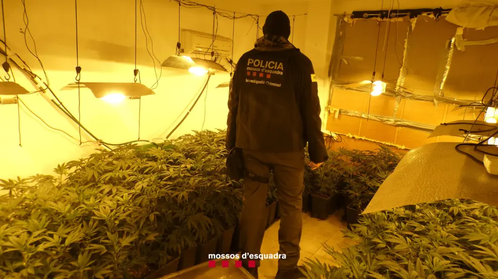 Desmantelan una plantación con 715 macetas de marihuana en una casa de Hostalric
