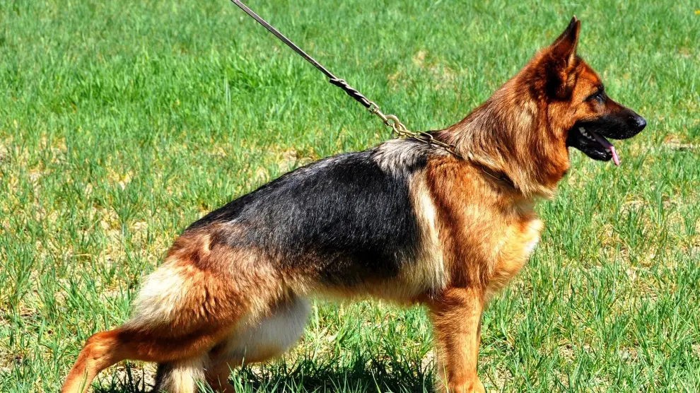 Valen La Pena Los Pastores Alemanes