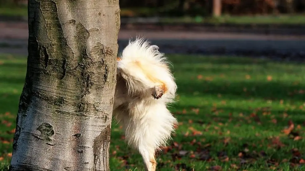 Comportamiento canino: ¿por qué los perros levantan la pata para orinar?