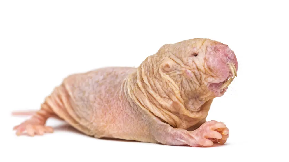 La rata topo desnuda, el pequeño animal que no envejece y que podría ...