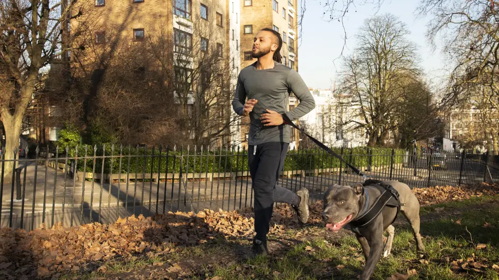 Empezar a correr con perros: cómo hacerlo de forma segura y adaptada a ...