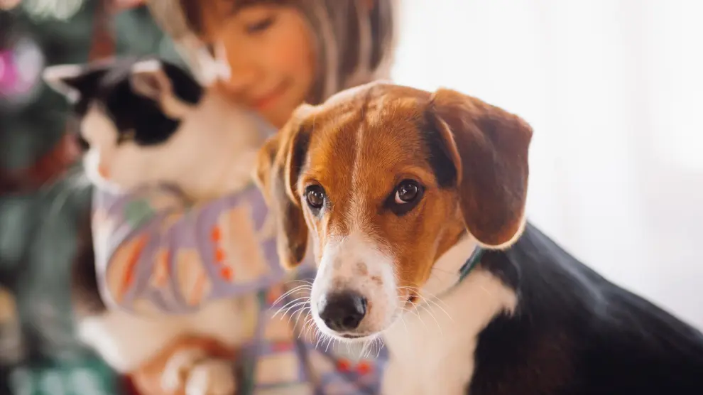 Rebeldía, desafiantes e imprudentes, los perros también pasan por la ...