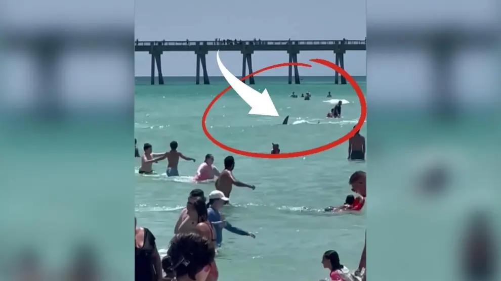 Vídeo: La aparición de un tiburón merodeando cerca de la orilla provoca ...