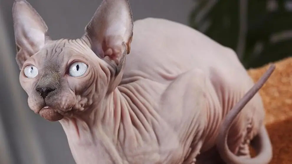 Tatuajes estéticos en perros y gatos: "Desde el punto de vista ...