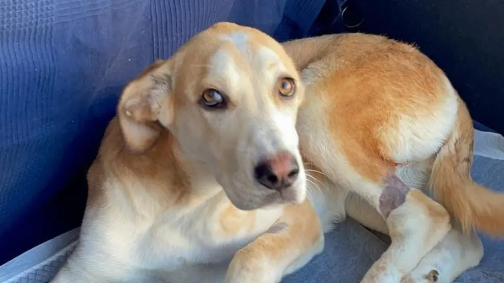 La historia de Lea, la perra a la que su dueña arrojó desde un tercer ...