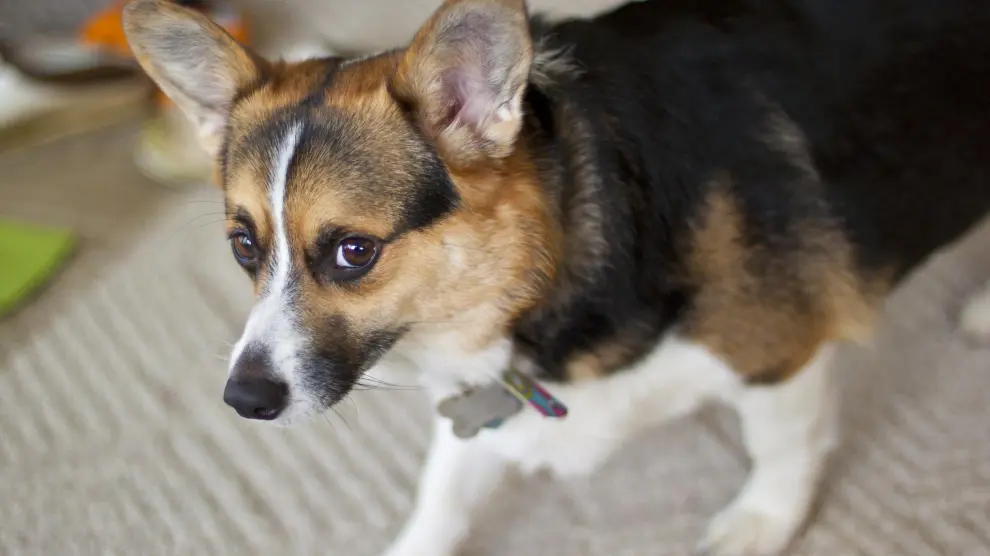 Los ‘perros culpables’ protagonistas de las redes sociales, lo que de ...