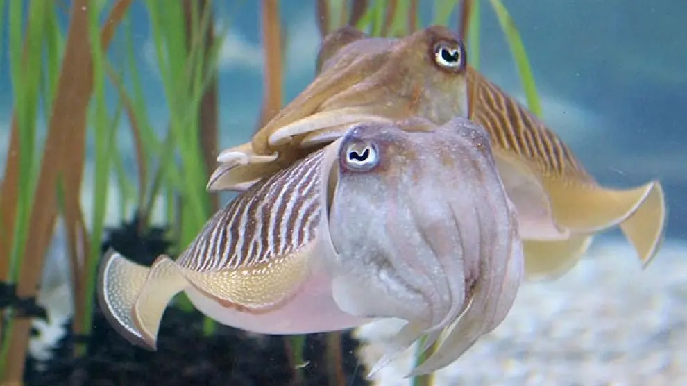 Sepias copulando en directo hasta morir agotadas