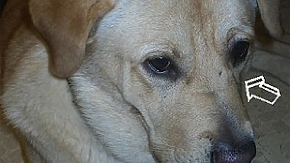 Siete animales perdidos, ayúdanos a encontrarlos