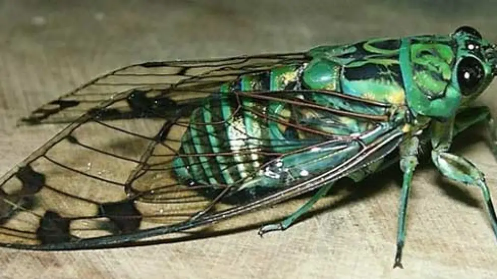 La extinción de los insectos tropicales