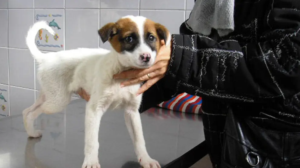 Lichu, un cachorrete de dos meses sin una pata (ADOPTADO EN ALEMANIA)