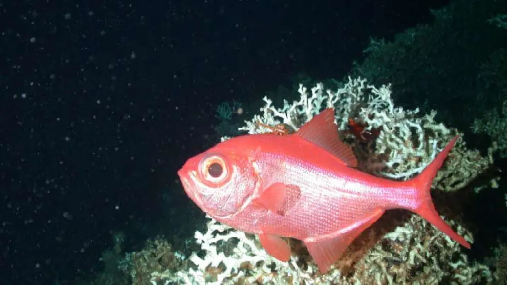 El Cachucho es a partir de hoy la primera zona marina protegida de España