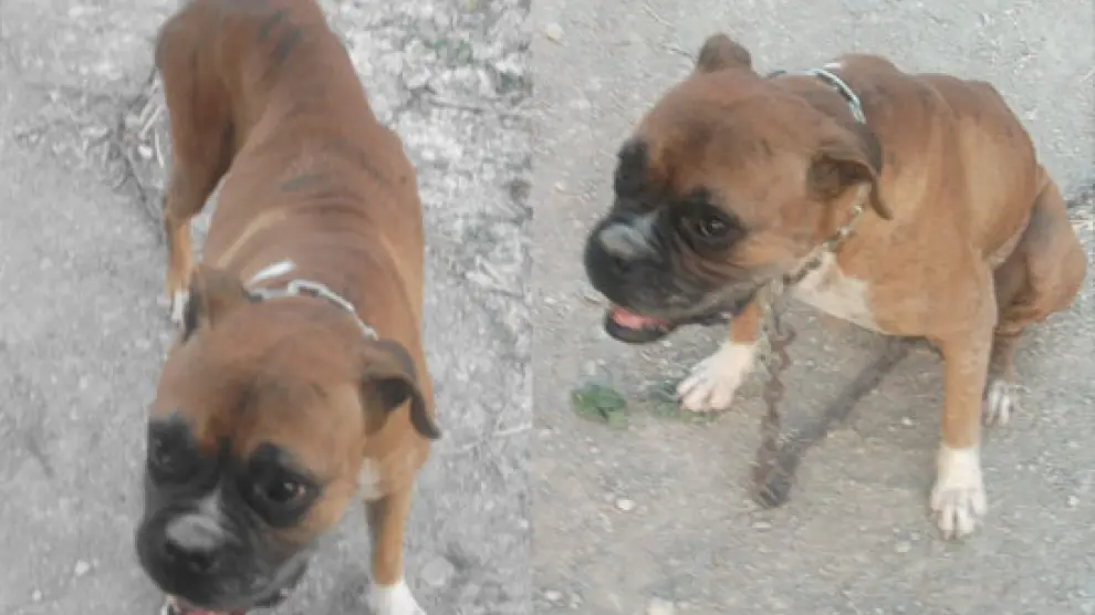 Una bóxer que se muere de pena