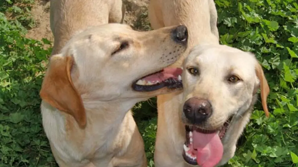 Thelma y Louise, dos labradoras que se han salvado de ser máquinas de criar