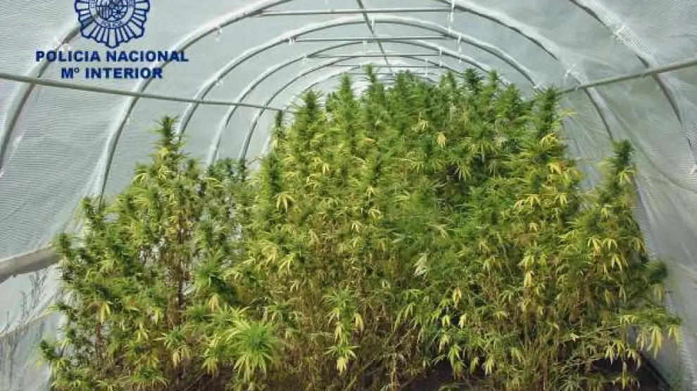 Detienen a dos personas y desmantelan una plantación de 'cannabis sativa viva' en El Viso de San ...