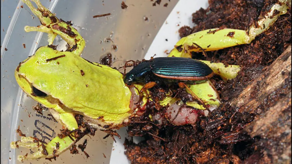 El pequeño escarabajo mediterráneo que se come a los anfibios ...