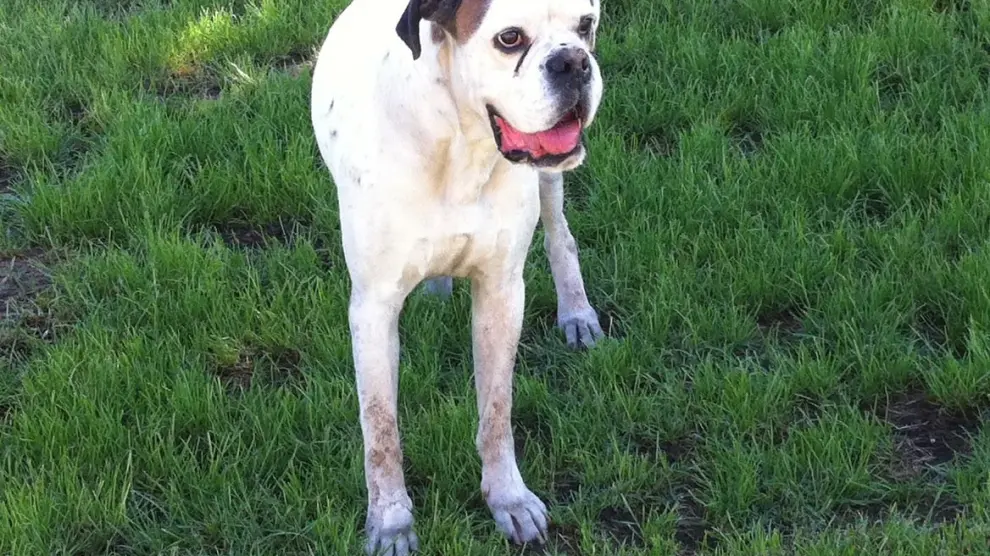 Clamando en el desierto