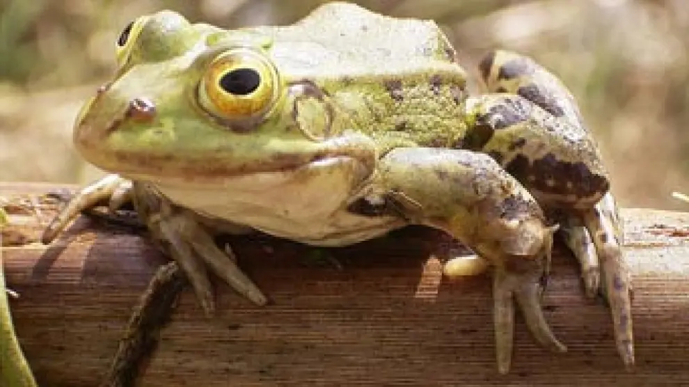 Cobra una indemnización millonaria por tener un miedo pavoroso a las ranas