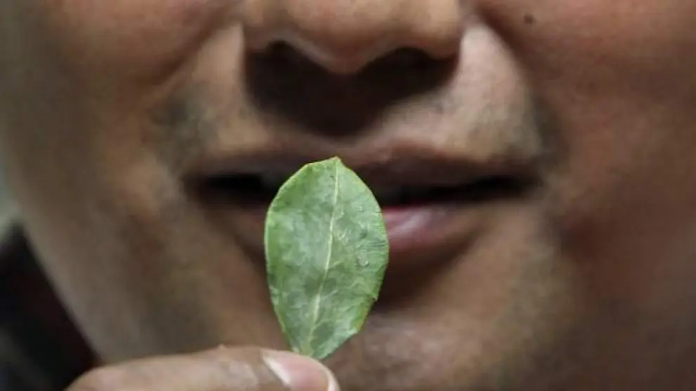 La coca, de símbolo nacional a piedra en el zapato de Evo Morales