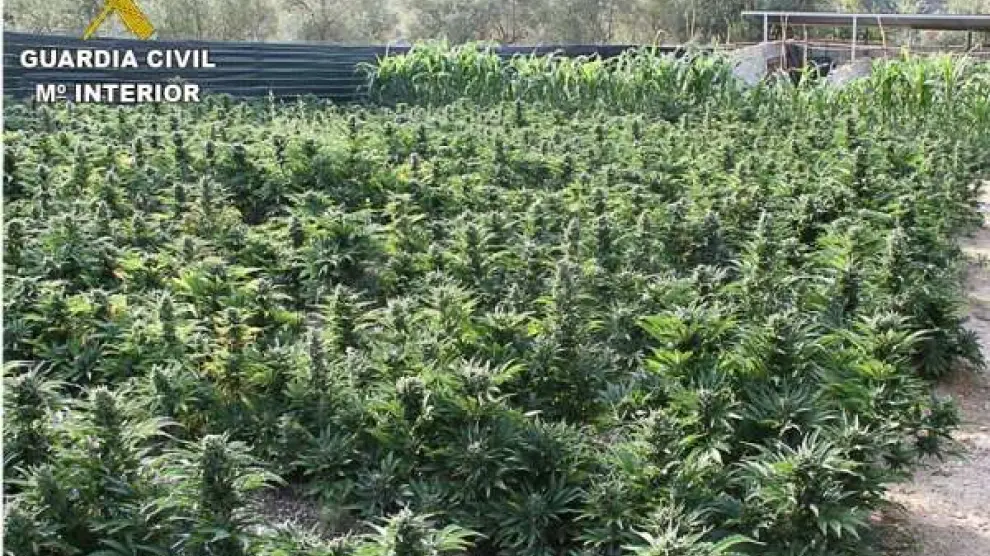 La Guardia Civil interviene 2.600 plantas de marihuana en dos plantaciones