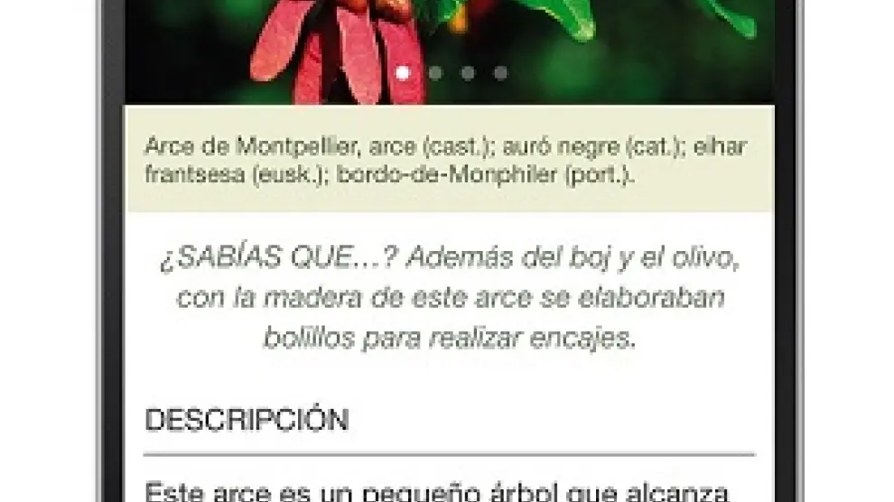 Te presentamos Arbolapp, una app gratuita para identificar árboles