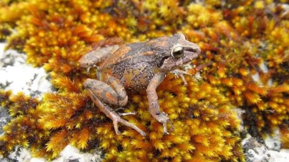 Un grupo de científicos hacen crecer de nuevo las patas traseras ...