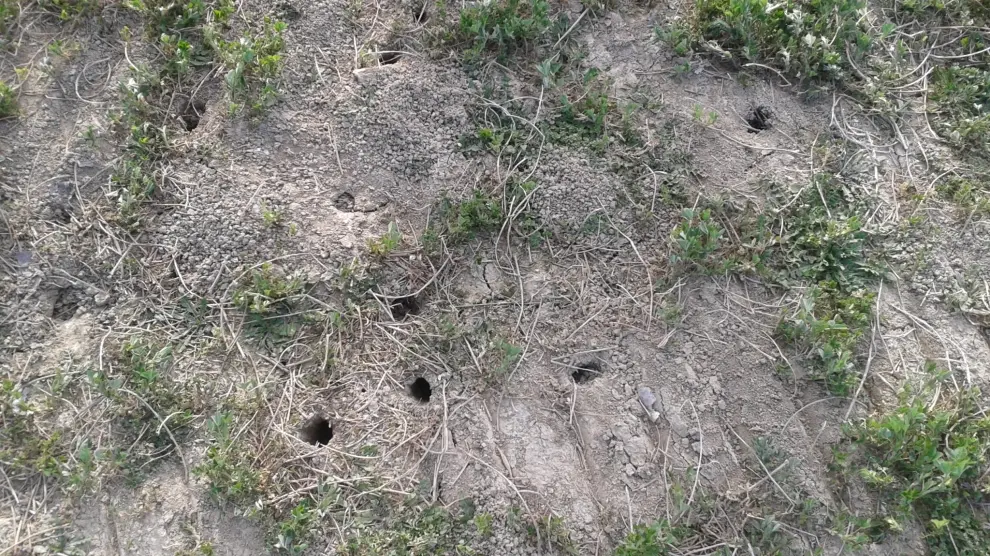 El Bocyl publica la declaración de plaga de topillos en siete zonas y ...