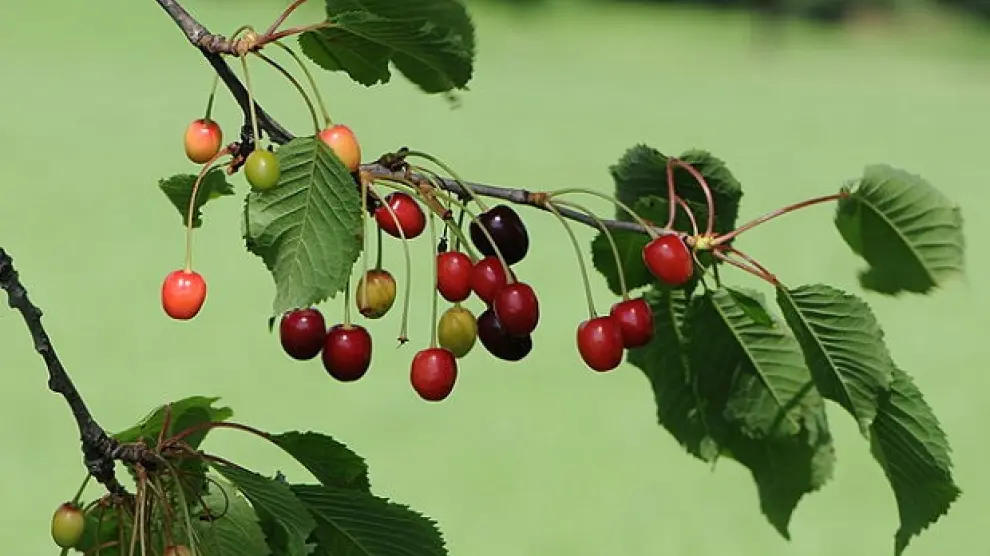 ¿Cuál es el origen de la expresión ‘caerse de un guindo’?
