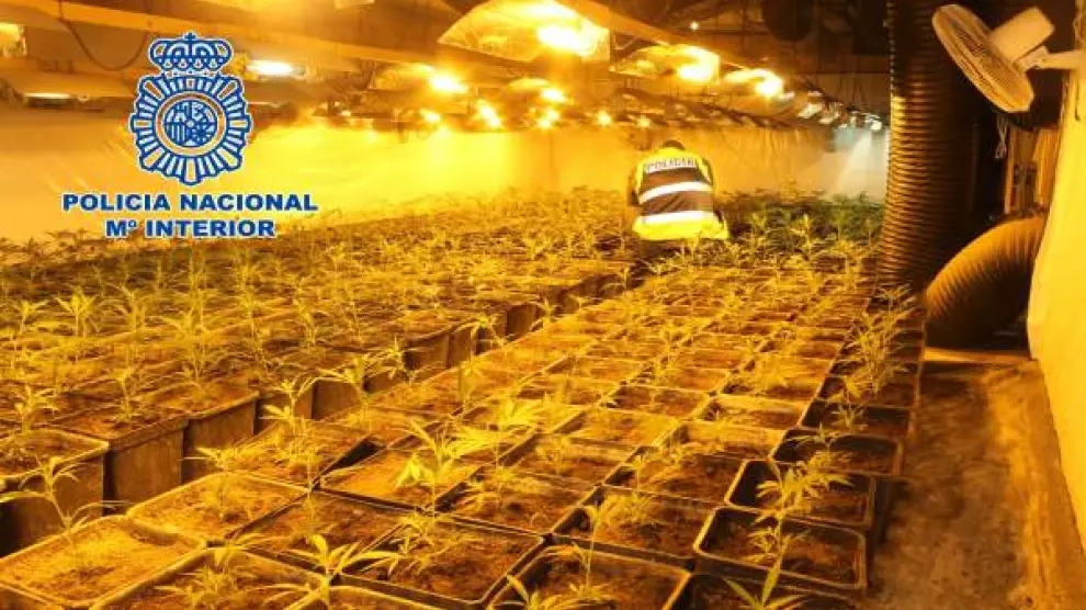 Detenidas tres personas por cultivar casi 1.400 plantas de marihuana en una vivienda de l'Alcora