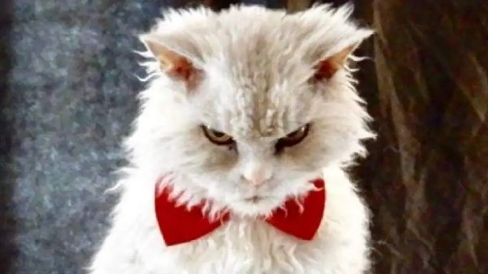 Conoce a Pompous Albert, el gato que parece la encarnación del demonio ...