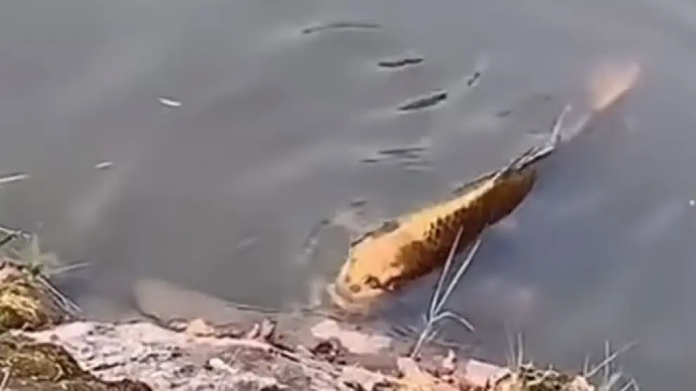 Un pez con 'rostro humano' causa estupor en China