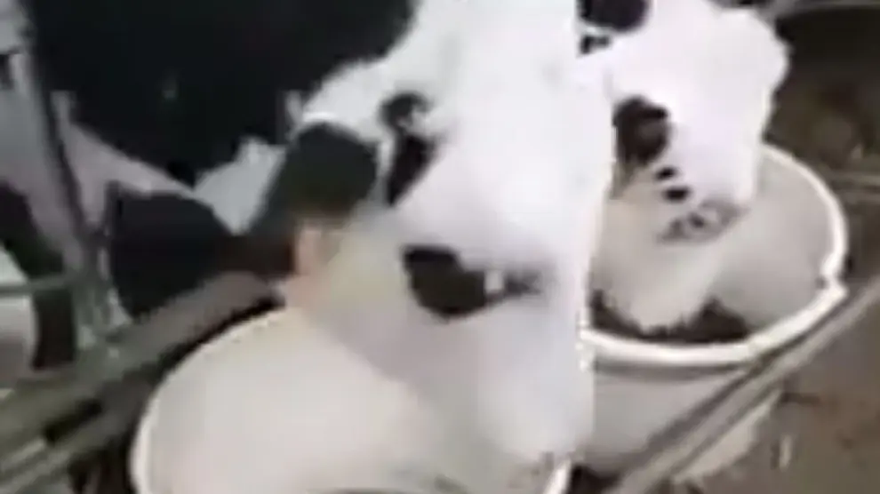 El genial truco de una vaca hambrienta para poder comer más