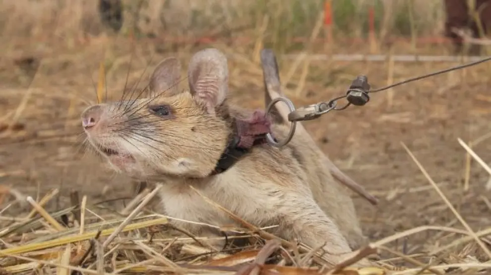 El animal más valiente del mundo ¡es una rata!