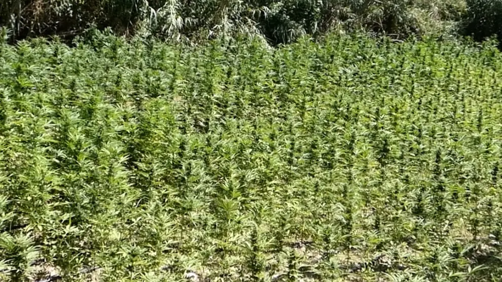 Los Mossos desmantelan 1.713 plantas de marihuana en Ventalló (Girona)