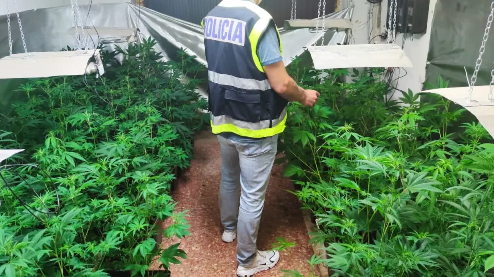 Sucesos.- Desmantelan dos plantaciones de marihuana en València y Godella y detienen a tres personas