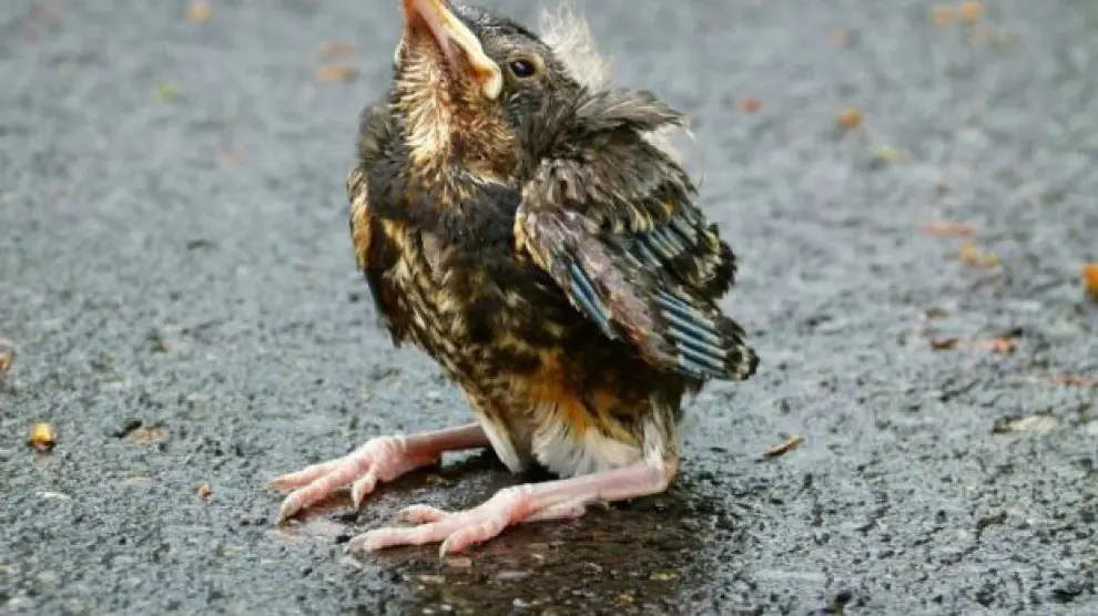 Cuando se caen los pájaros de tanto calor ¿qué debemos hacer con ellos?