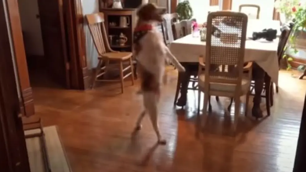 Esta es la historia de Dexter, el perro que siempre camina como un ser ...