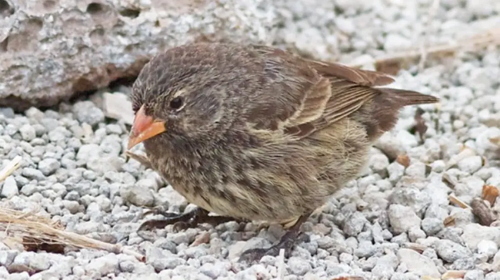 Así es el adorable pajarito que es un vampiro en la vida real