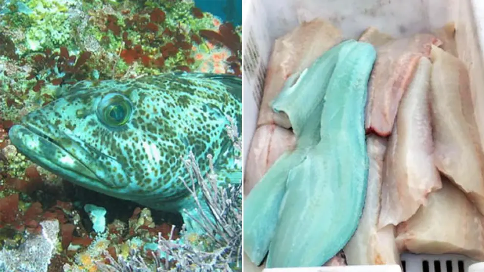 Este curioso pez tiene la carne azul neón y nadie sabe por qué