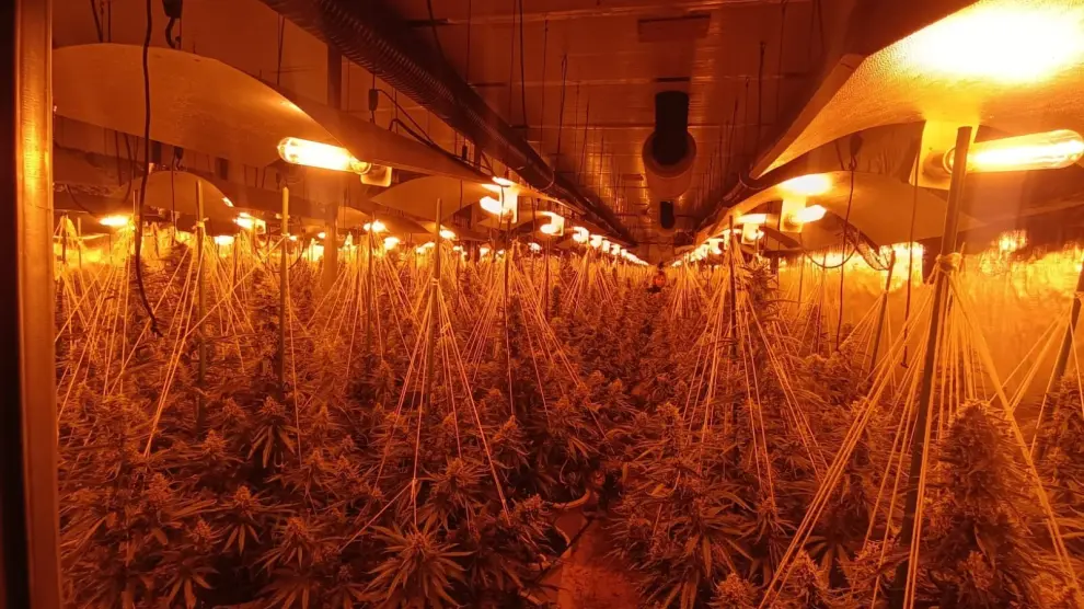 Los Mossos desmantelan una plantación de marihuana en una nave industrial de Sant Esteve Sesrovires