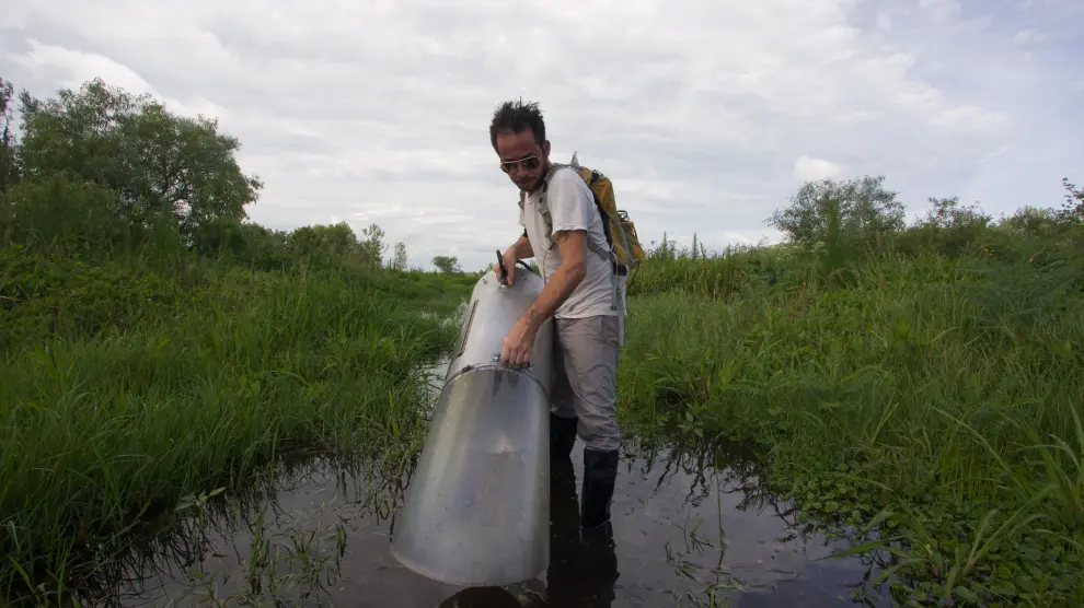 El 'Culex lactator': la nueva especie de mosquito que ha invadido Florida