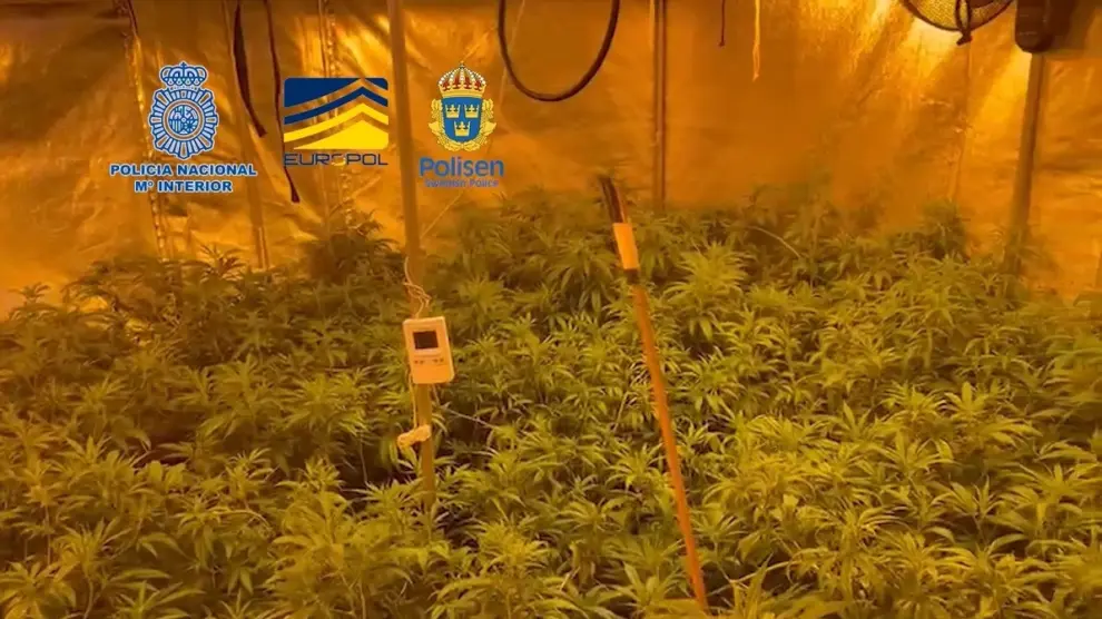 Desmantelan una organización que cultivaba marihuana en Alicante y la enviaba a Europa: hay 13 ...