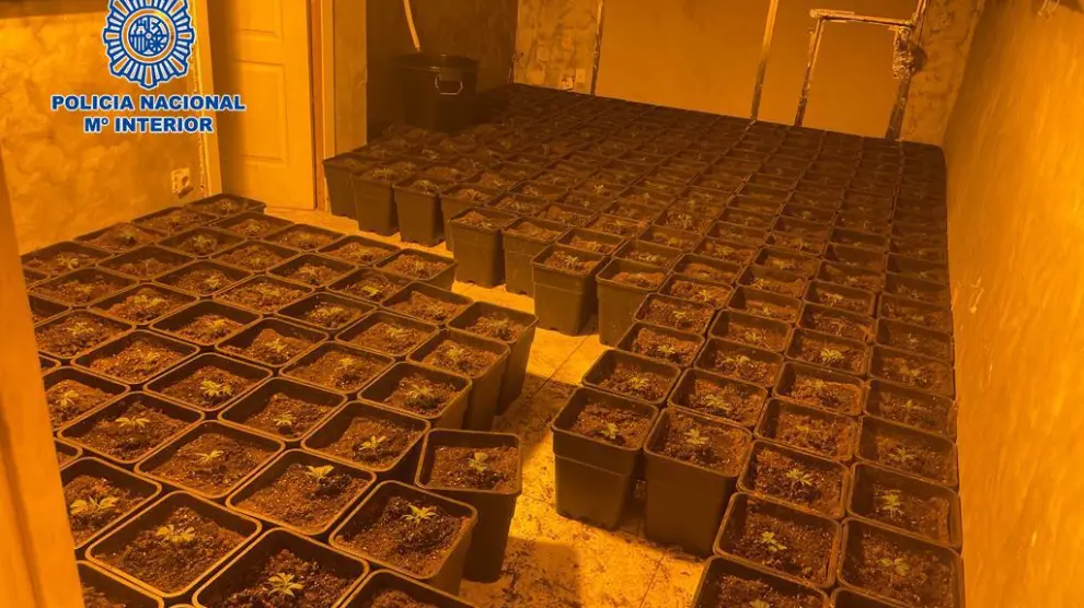 Desmantelan una plantación de marihuana con cerca de 500 plantas en las Tres Mil Viviendas