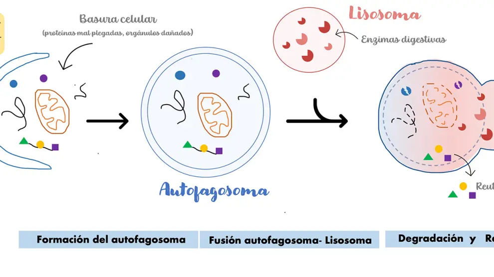 Autofagia o cómo se elimina la basura de nuestras células